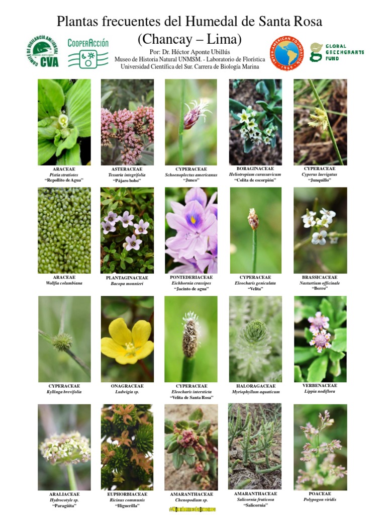 05.guia .Plantas - Chancay | PDF