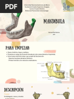 Region Geniana | PDF | Cabeza y cuello humanos | Anatomía humana