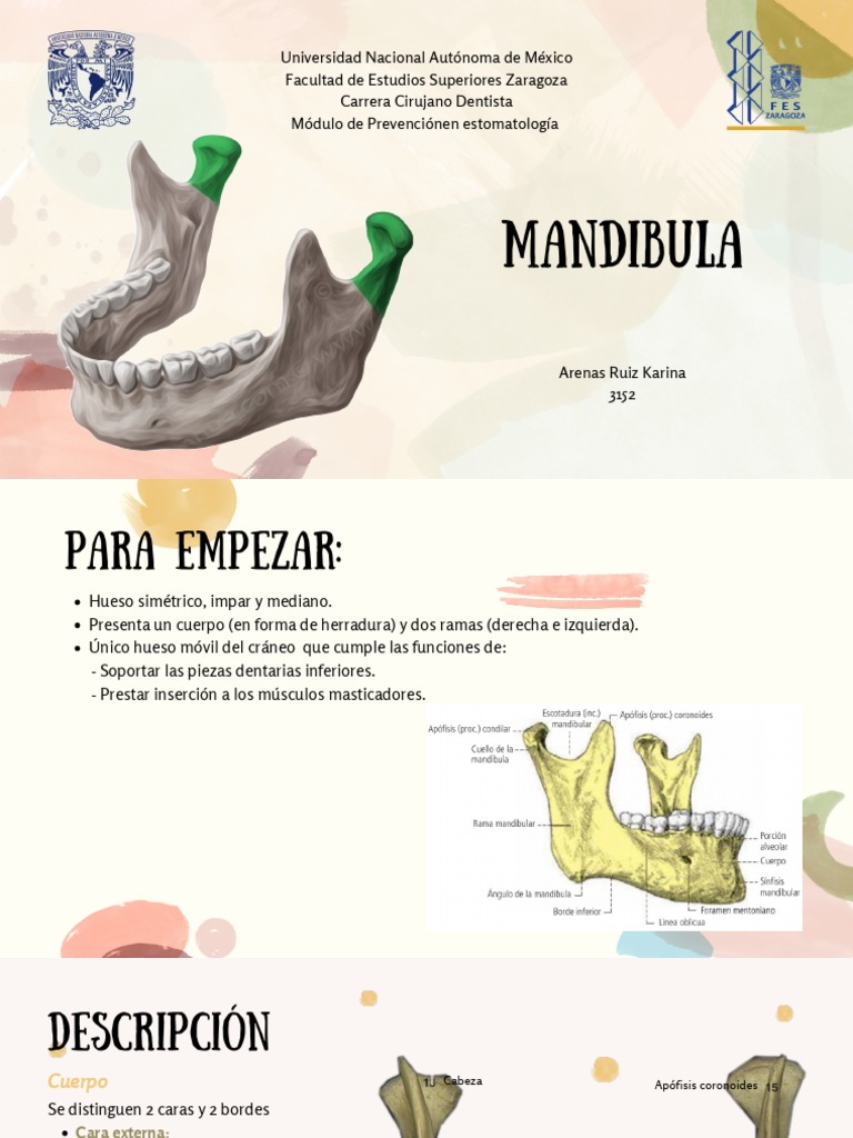 Anatomía de la Mandíbula y sus Partes | PDF | Anatomía | Anatomía humana