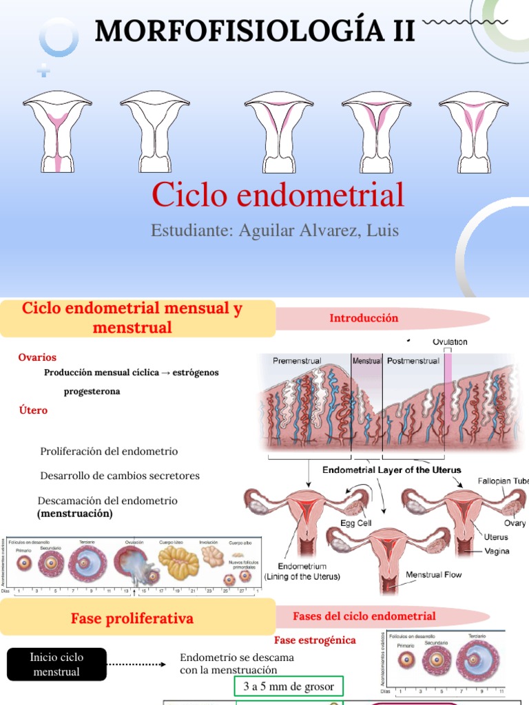 Ciclo Endometrial | PDF | Ciclo menstrual | Menstruación