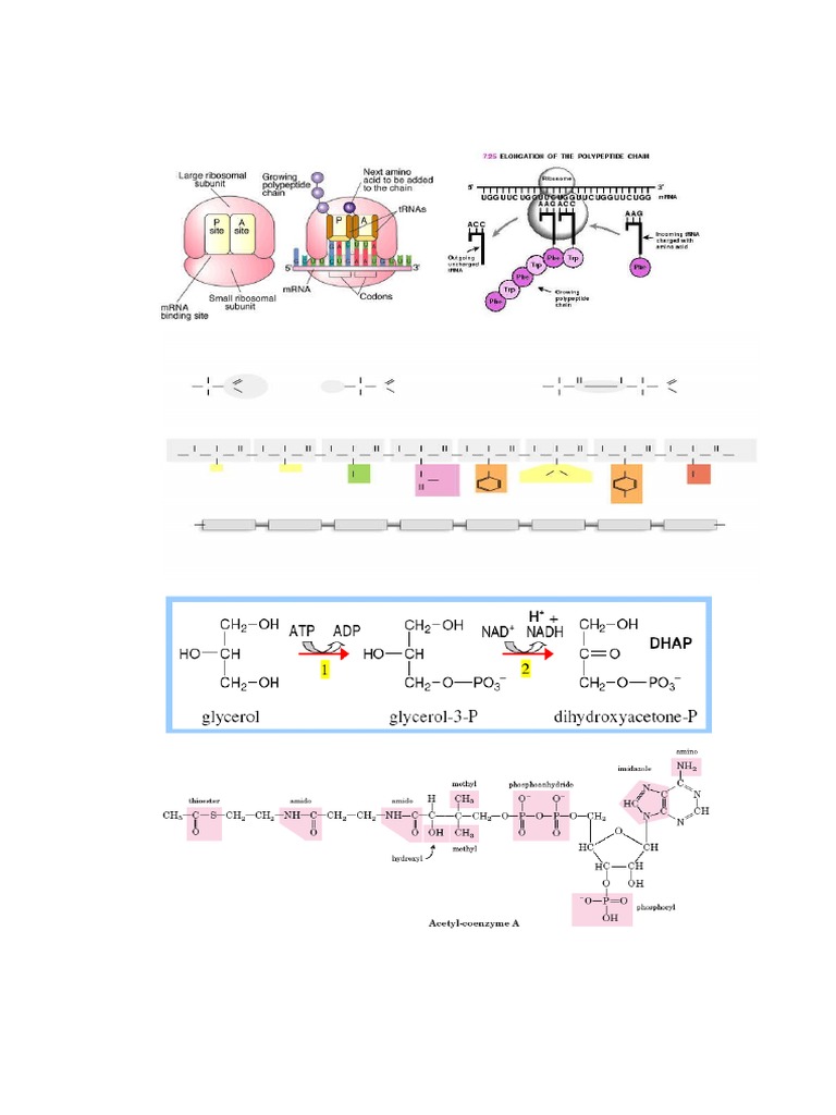 Gambar Biokimia | PDF