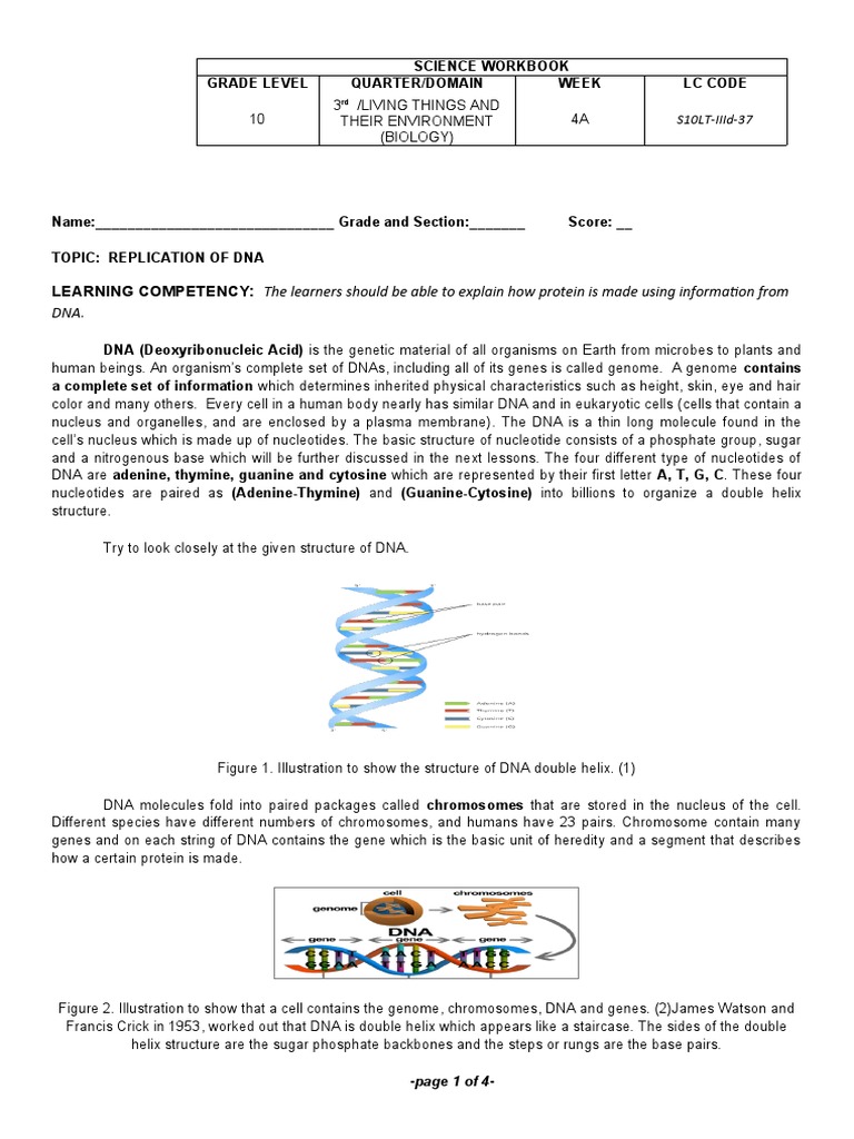 Grade-10-LAS-Week-4A-3rd - Quarter | PDF | Dna | Dna Replication