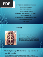 Anatomía y Estructura del Tórax | PDF | Tórax | Vértebra