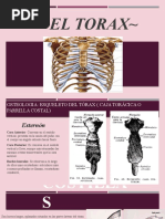Anatomía de la Región Esternal | PDF | Tórax | Sistema esquelético