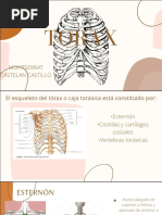 Anatomía de la Región Esternal | PDF | Sistema esquelético | Anatomía ...