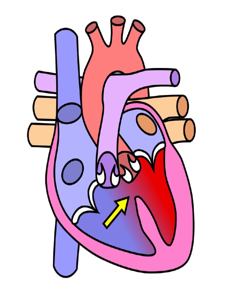 956px-Heart VSD - SVG | PDF