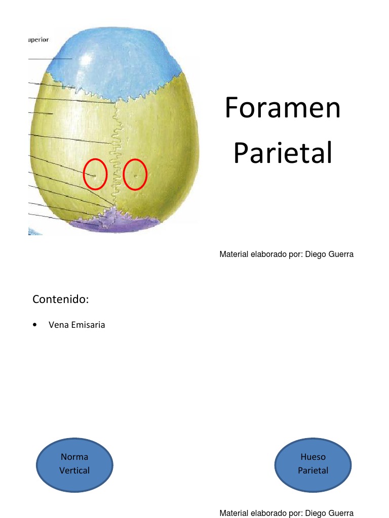 Forámenes Del Cráneo y Su Contenido 1 | PDF | Sistema ...