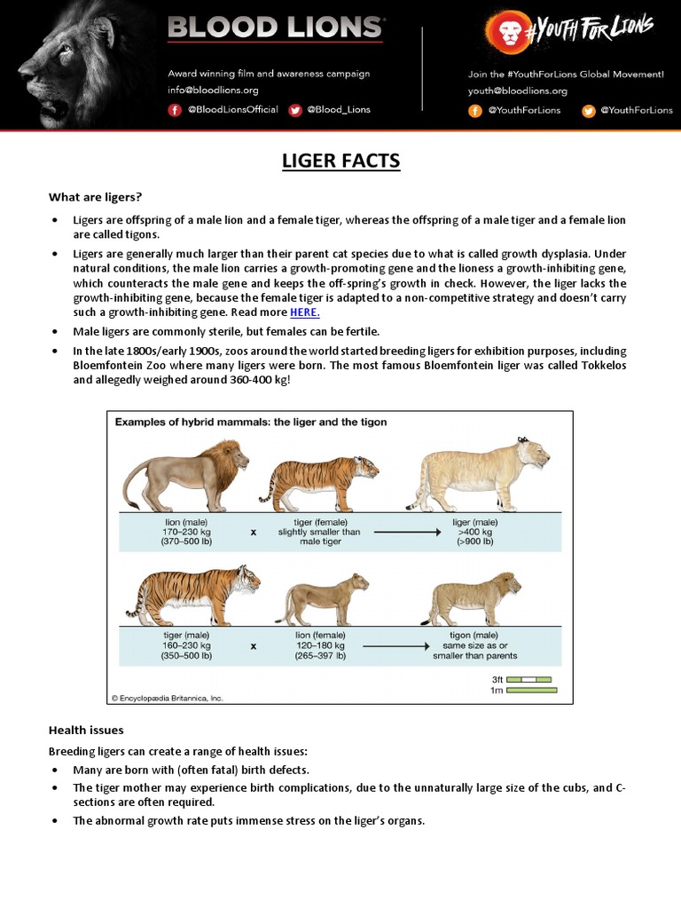 Liger-Facts-1 | PDF | Hybrid (Biology) | Tiger