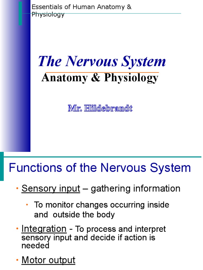 The Anatomy of The Brain | PDF | Nervous System | Neuron