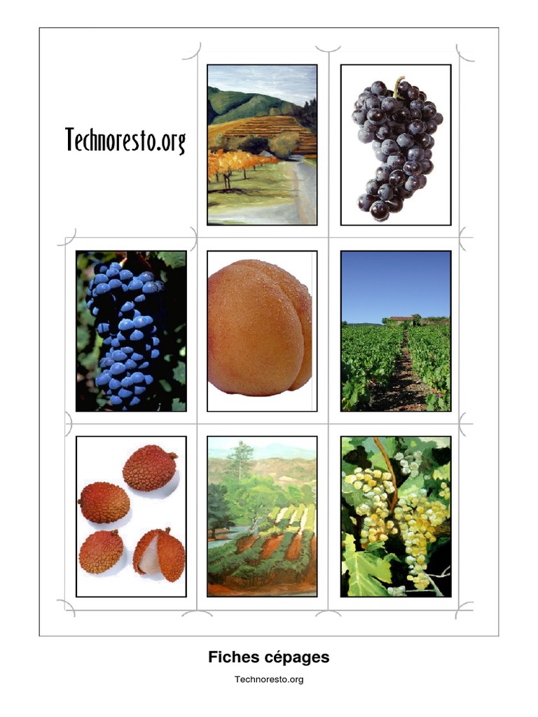 Fiches Cépages : Guide Complet des Vins | PDF | Arômes du vin | Vins