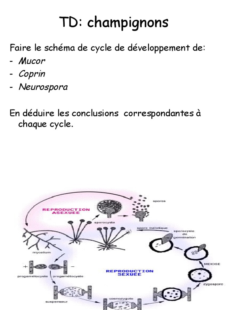 TD Champ 3 | PDF | la reproduction | Processus biologiques