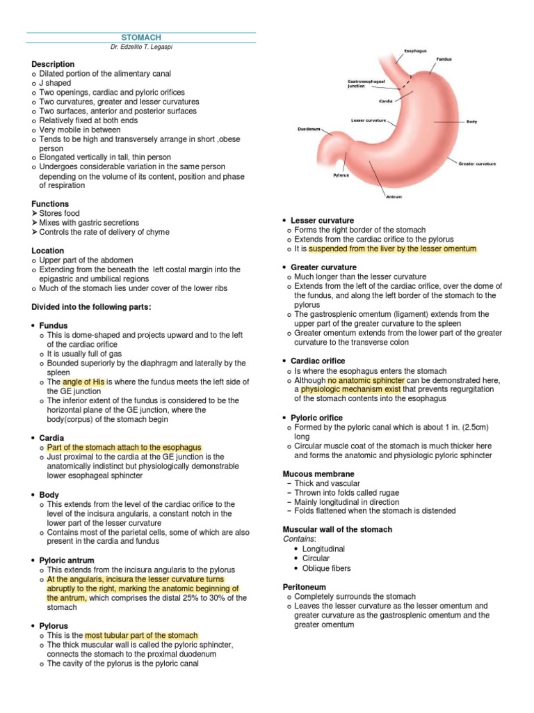 Anatomy Stomach | PDF | Stomach | Esophagus
