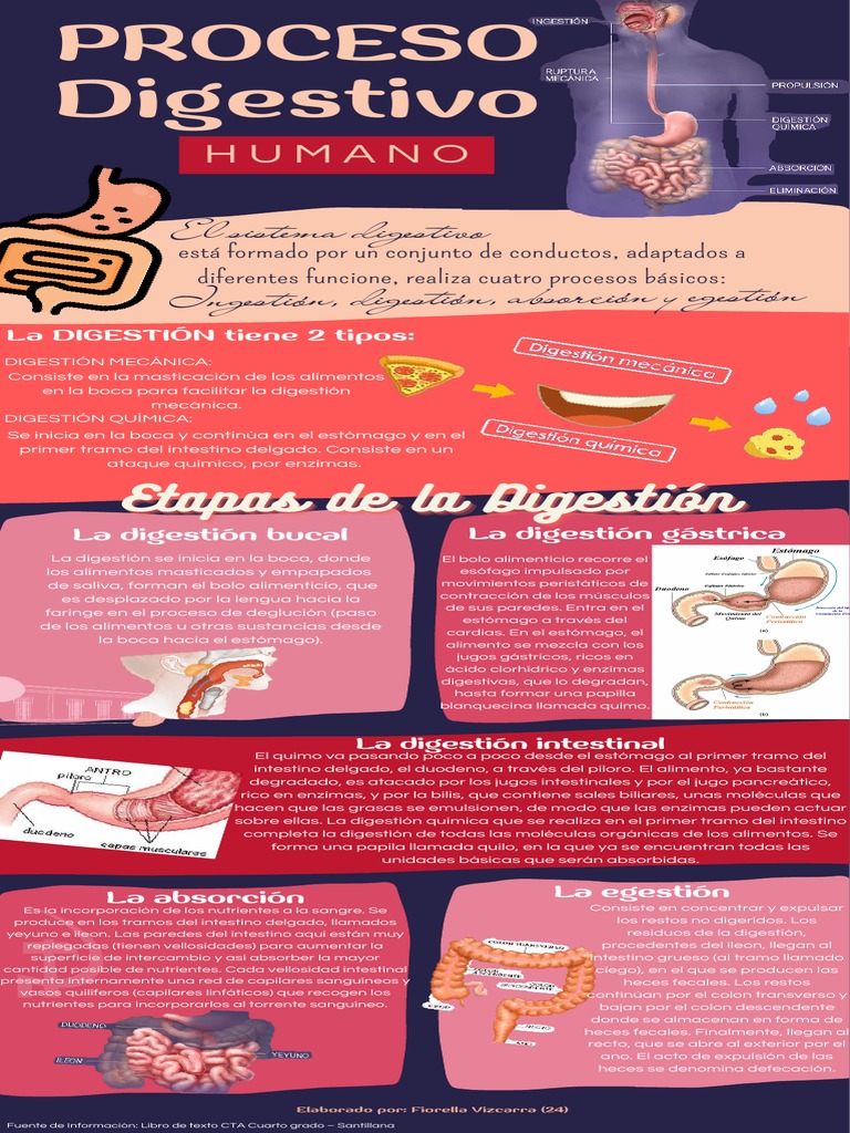 Proceso Digestivo Humano | Descargar gratis PDF | Digestión | Sistema ...