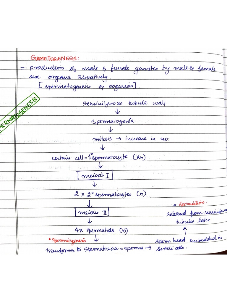 Gametogenesis-Male and Female (Flow Chart) | PDF | Cell Biology ...