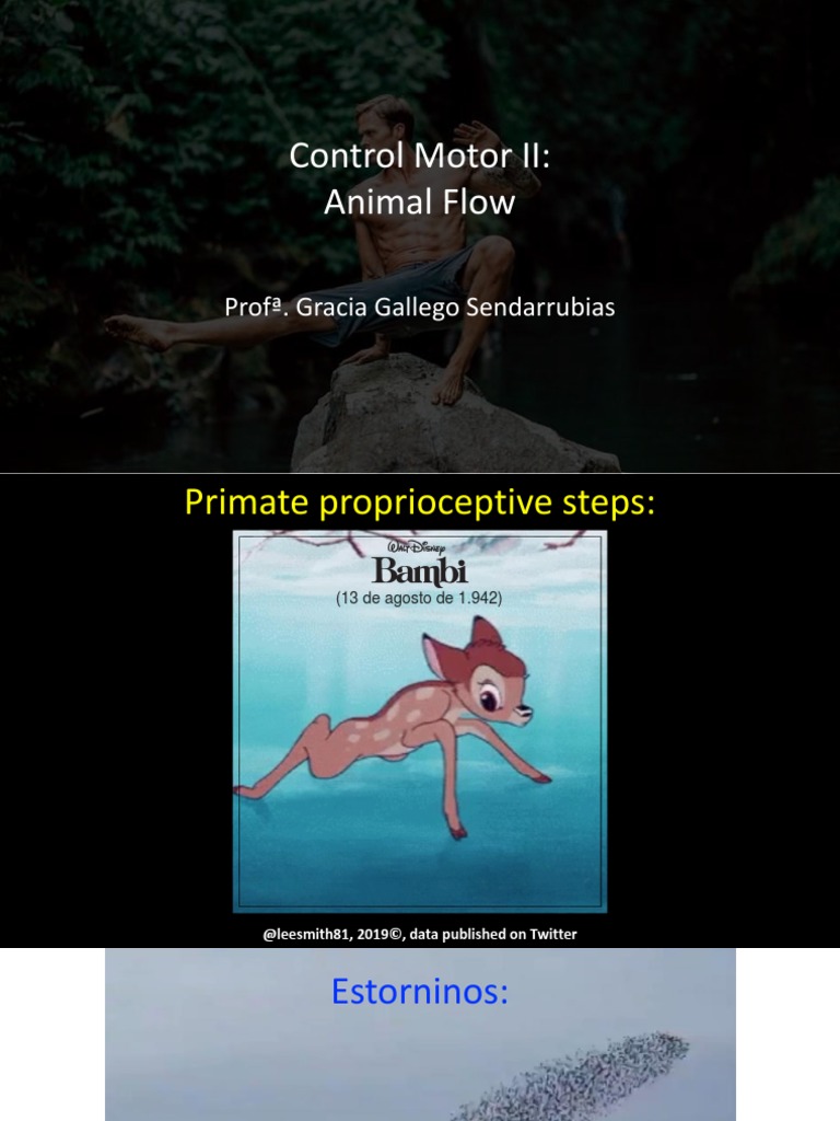 8) Animal Flow2 | PDF | Biología | Taxa