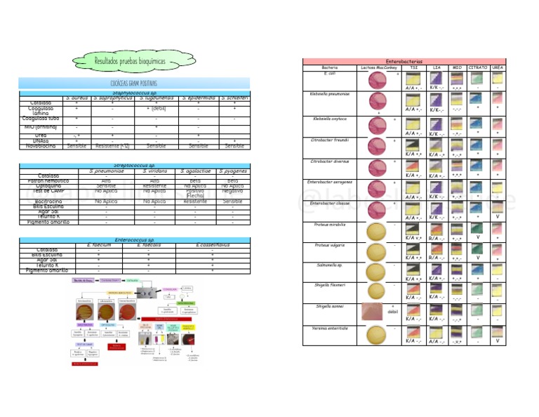 Bacterias Pruebas Bioquímicas | PDF | Las bacterias | Procariota