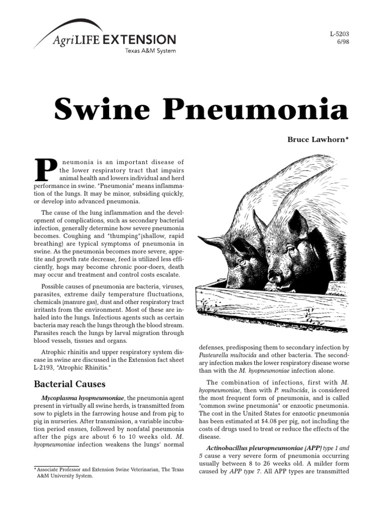 Swine Pneumonia: Bacterial Causes | PDF | Pneumonia | Infection