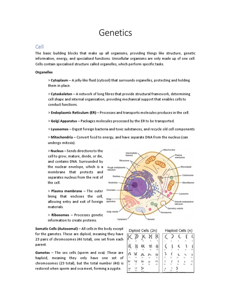 Genetics Year 10 NSW 2022 | PDF | Dominance (Genetics) | Meiosis