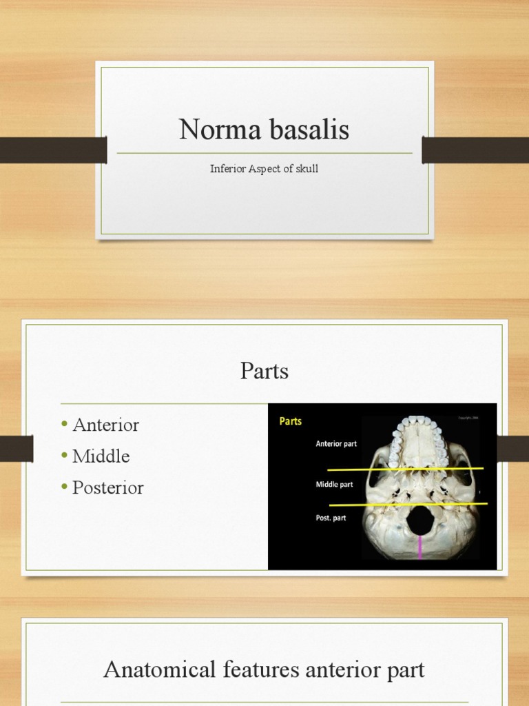 Norma Basalis: Inferior Aspect of Skull | PDF | Human Anatomy | Human ...