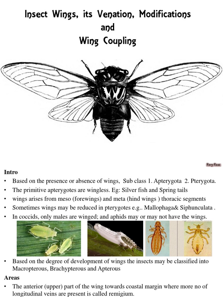 Insect Wings, Its Venation, Modifications and Wing Coupling: Ravy Raaz ...