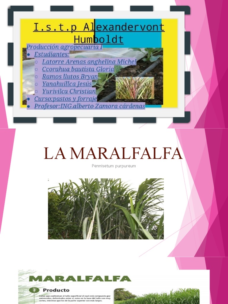 Pasto Mar Alfalfa | PDF | Siembra | Fertilizante