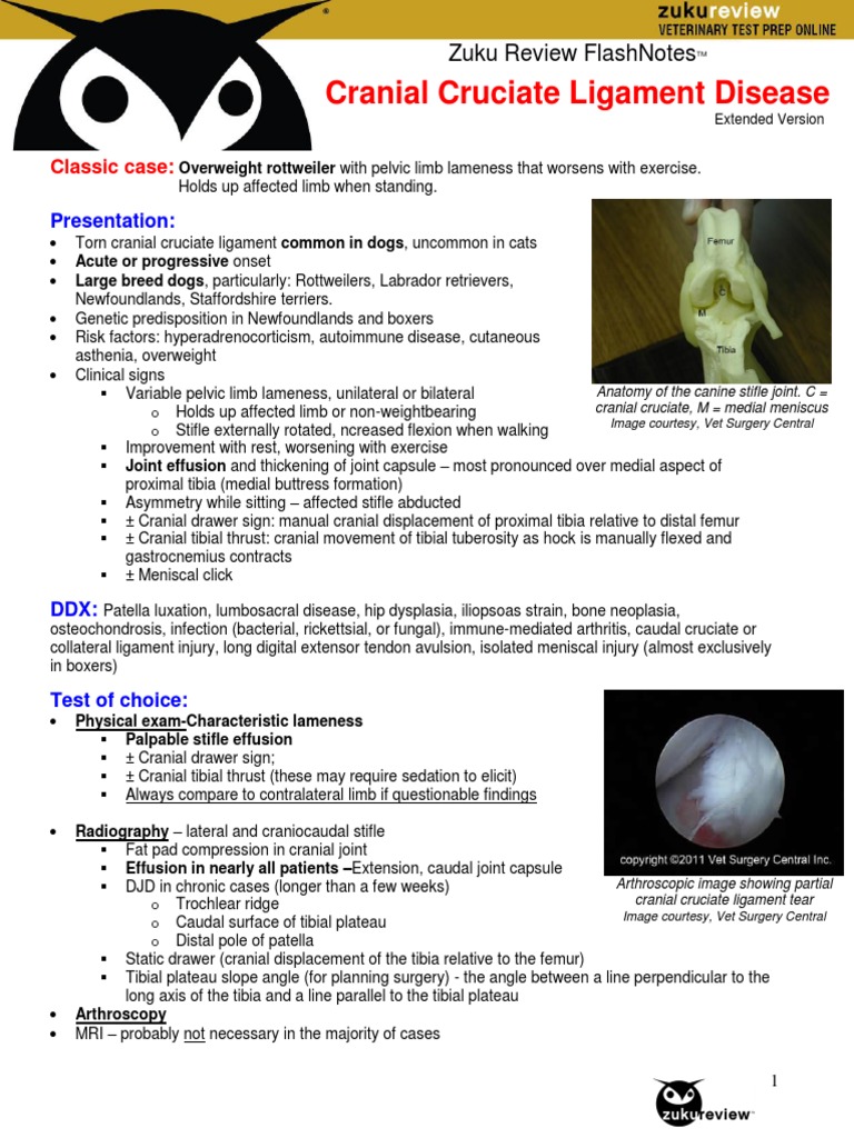 Zuku Visual Flashnotes Cruciate Extended | PDF | Human Leg ...