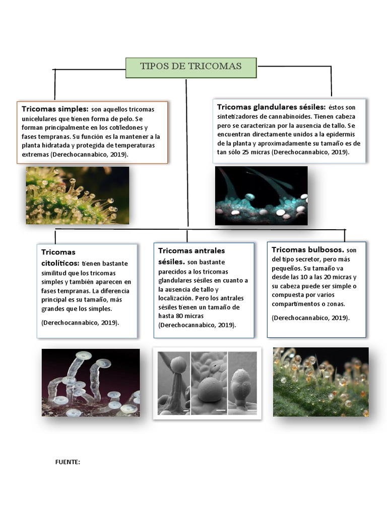 Tipos De Funciones De Los Tricomas Pdf