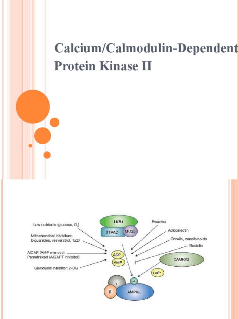 Calcium/Calmodulin-Dependent Protein Kinase II | PDF