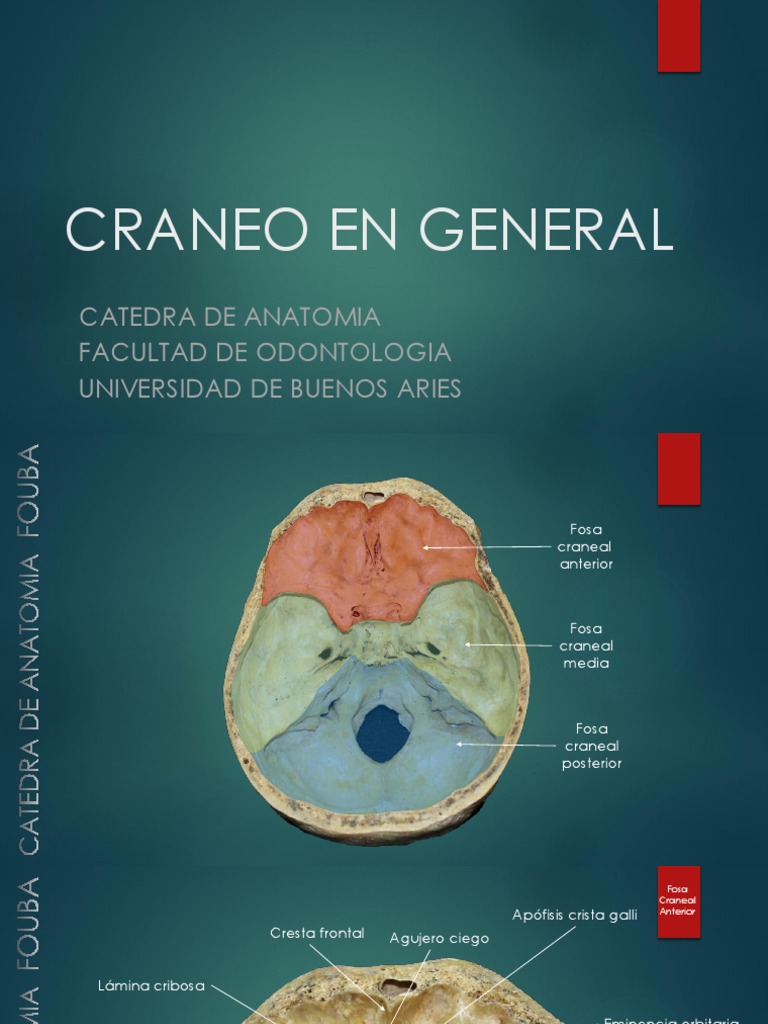 Craneo en General | PDF | Sistema musculoesquelético | Sistema esquelético