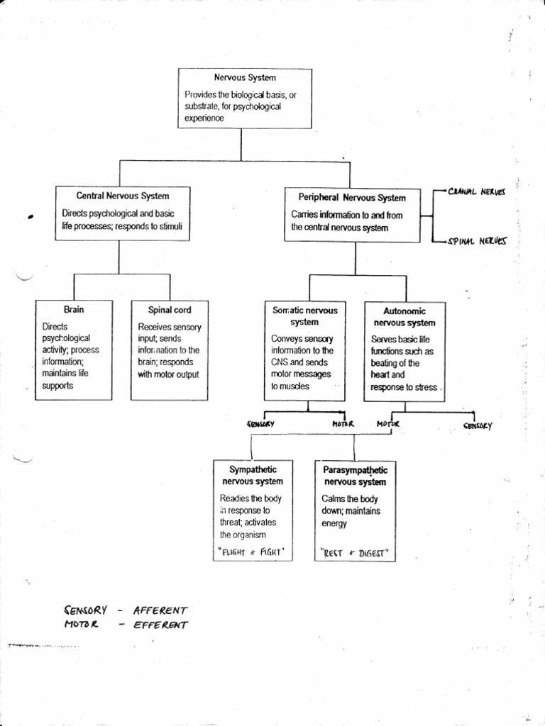 Structure of The Nervous System | PDF