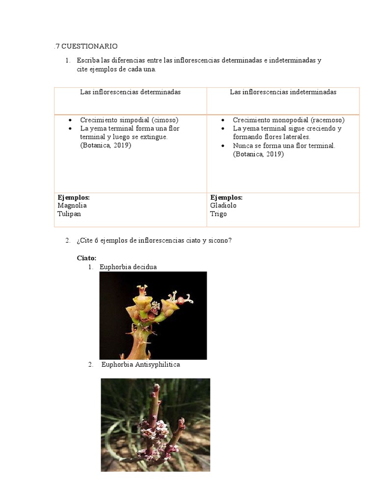Cuestionario Inflorescencia | PDF | Botánica | Flores