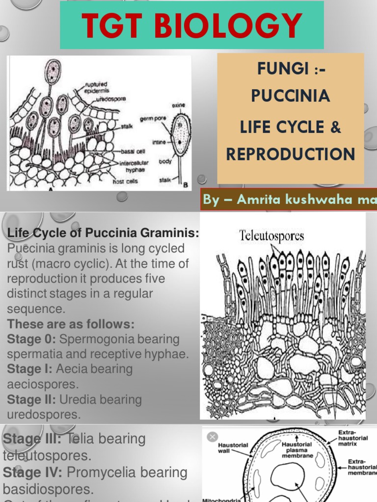 Fungi:-Puccinia Life Cycle & Reproduction: by - Amrita Kushwaha Mam ...