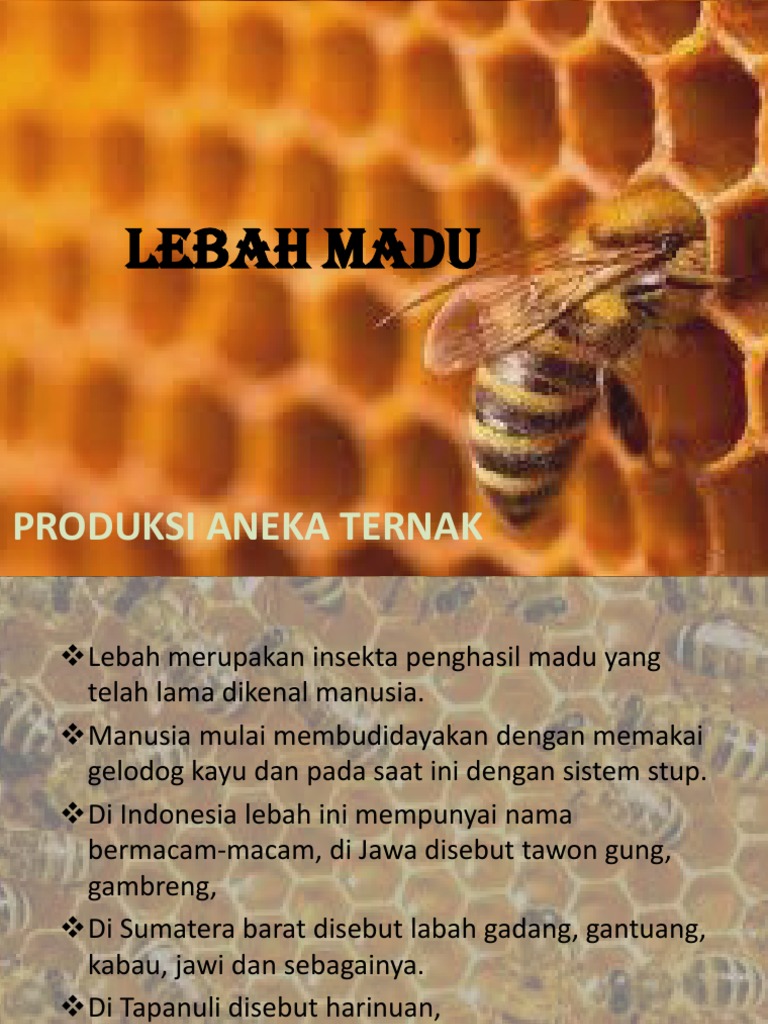 LEBAH MAdu | PDF