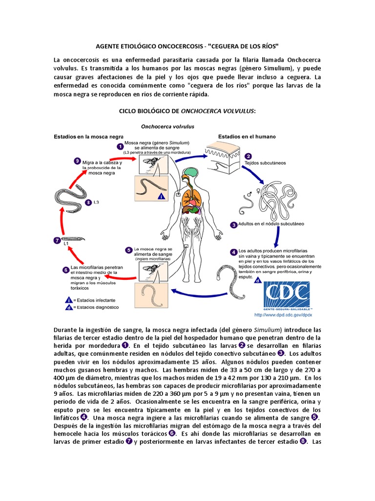 Agente etiológico de la ceguera de los ríos: el ciclo de vida y ...
