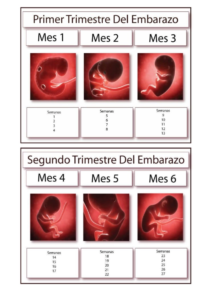 Trimestres de Embarazo | PDF