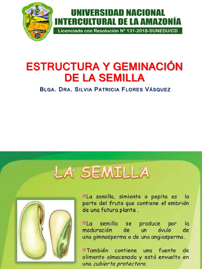 La Semilla y Sus Partes | PDF