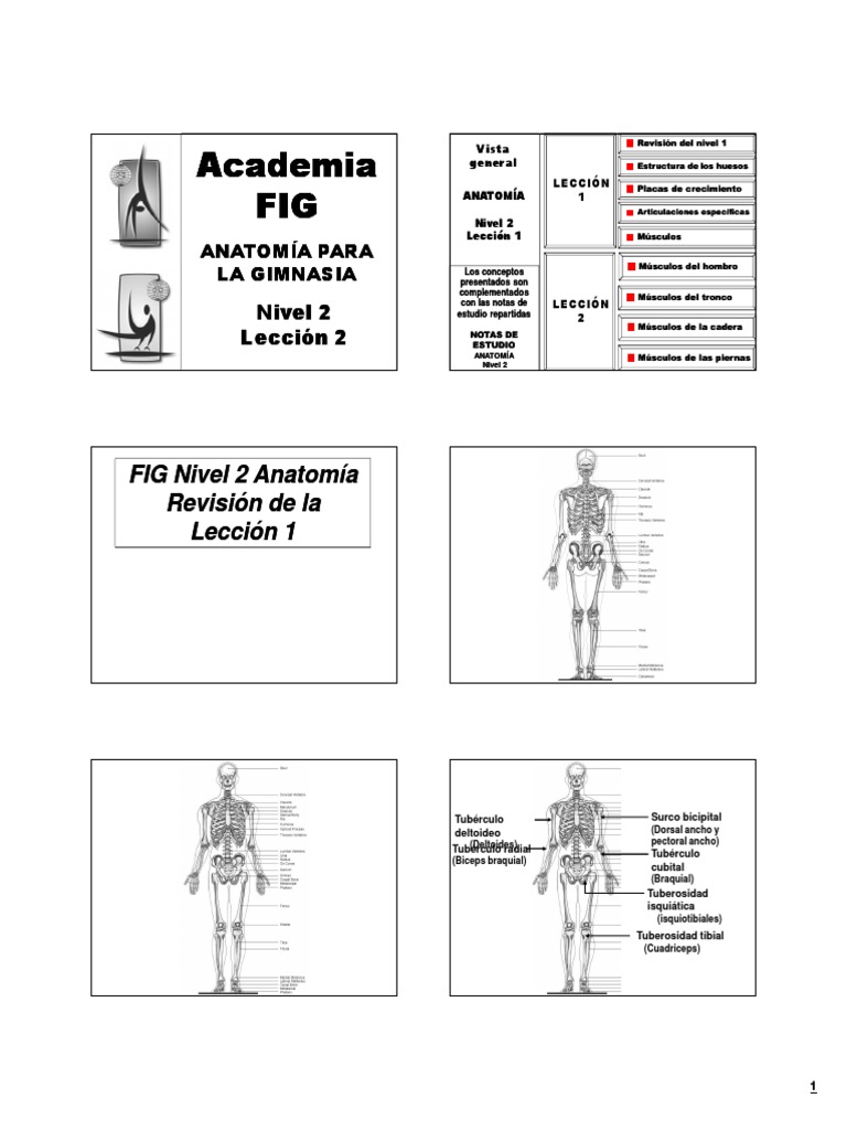 Anatomy - Level 2 Lesson 2 FINAL Esp | PDF | Hombro | Sistema ...