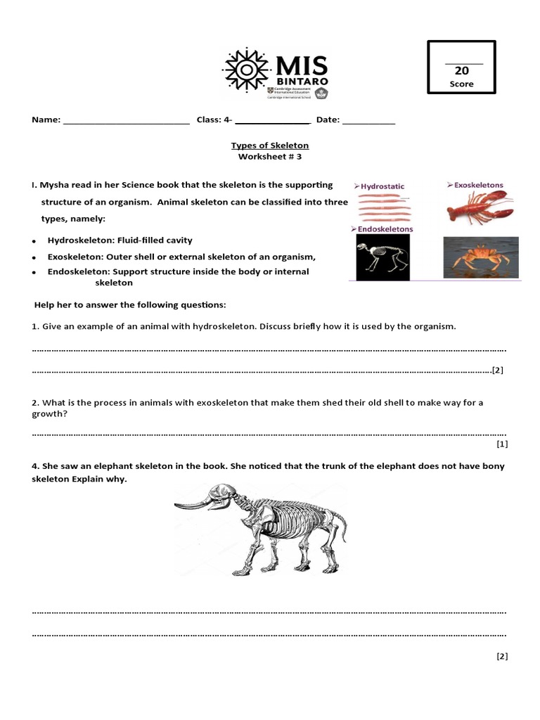 Types of Skeleton Worksheet Classifies Animal Skeletons | PDF ...