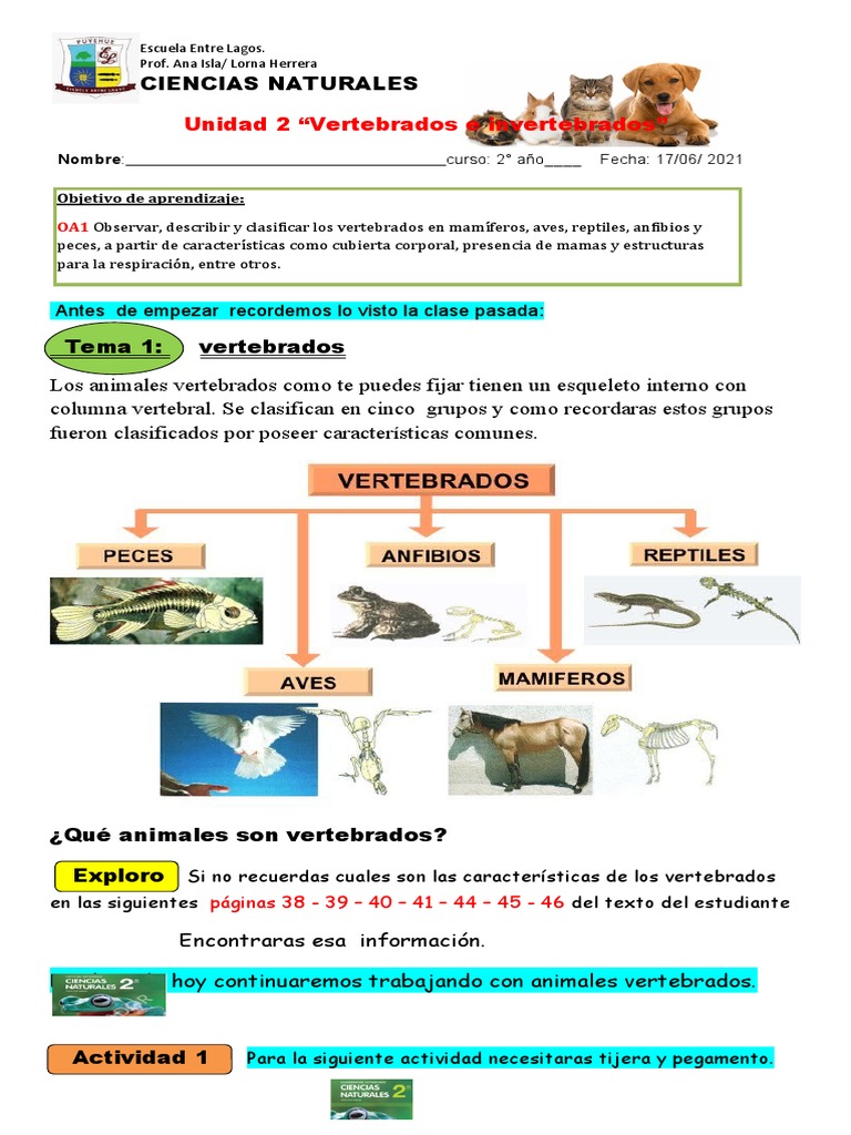Clasificación de Vertebrados para Niños | PDF | Vertebrados
