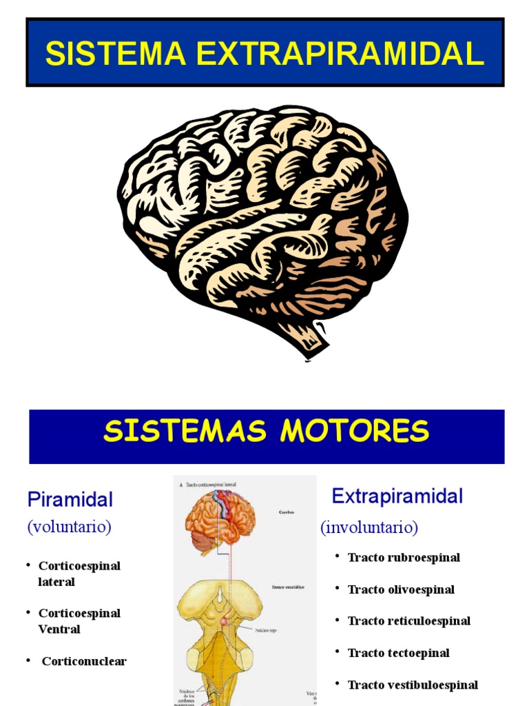 3.sistema Extrapiramidal | PDF | Ganglios basales | Distonia
