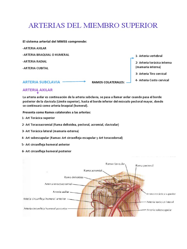 Arterias Del Miembro Superior | PDF