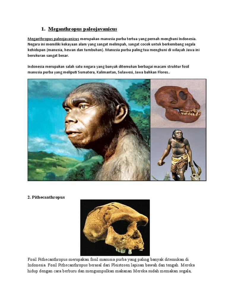 Meganthropus Paleojavanicus | PDF