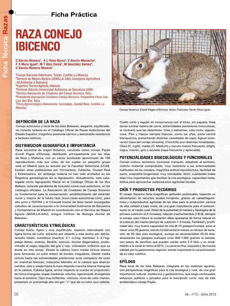 Conejo Ibicenco: Características y cría de esta raza autóctona de las ...