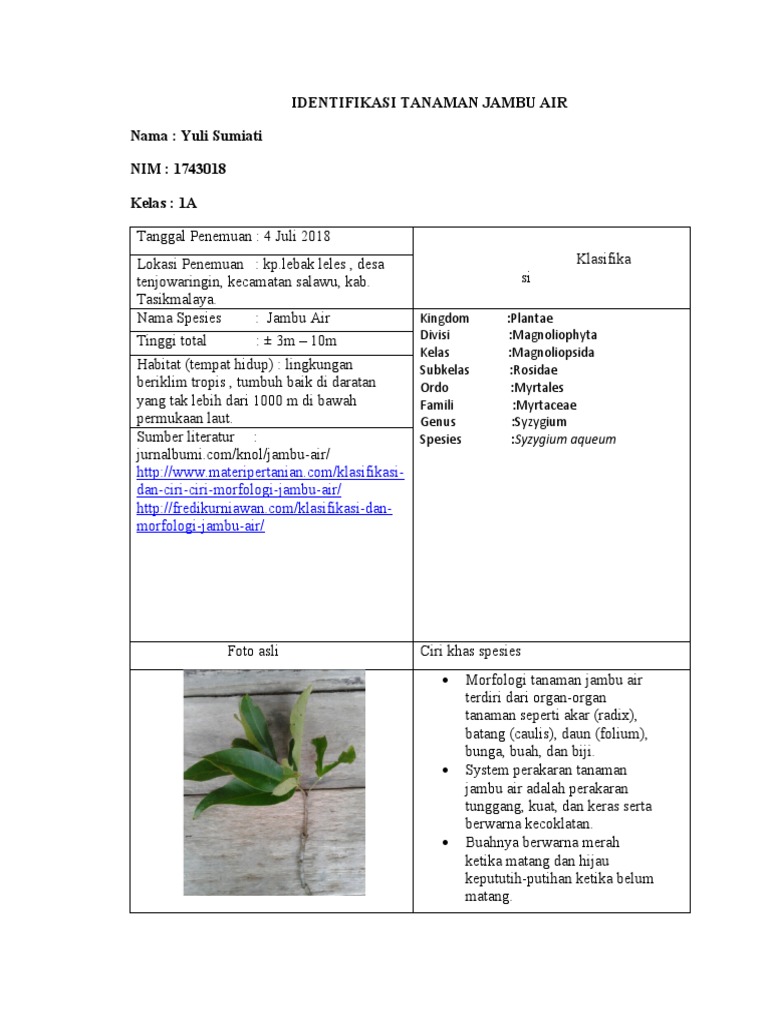 Identifikasi Tanaman Jambu Air | PDF