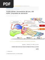 Linea de Feiss, Linea de Helbing | PDF | Pie | Anatomía humana