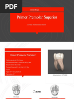Anatomía del Primer Molar Superior | PDF | Boca | Ramas de Odontología