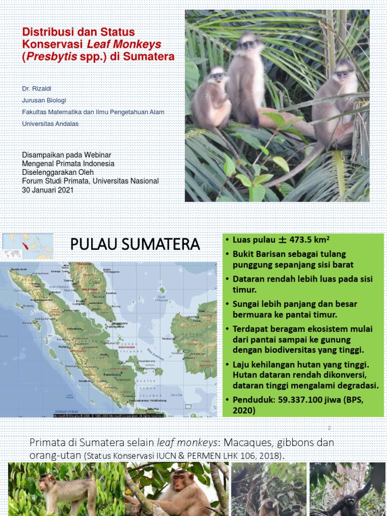 Presbytis Pulau Sumatera | PDF