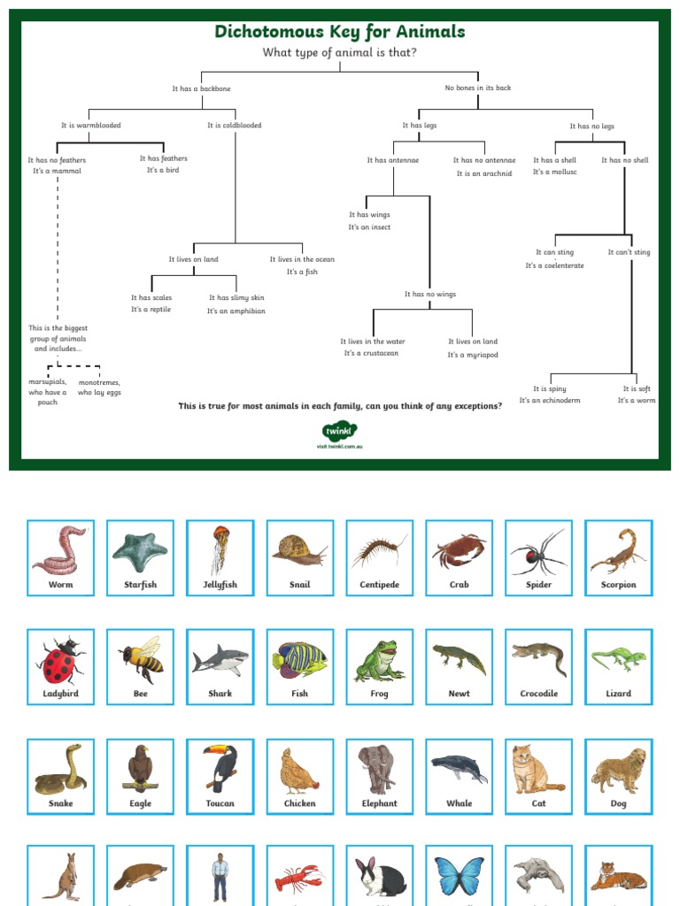 Au SC 2445 Dichotomous Key For Animals Matching Game Ver 6 | PDF ...
