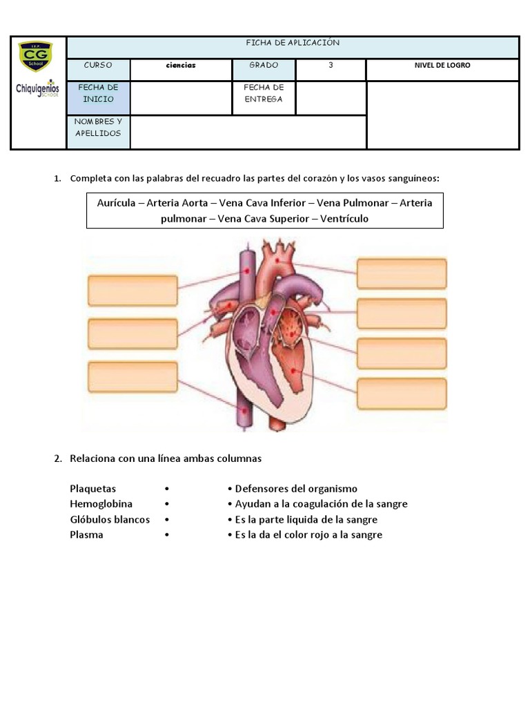 Ficha de Aplicación de 6º - El Sistema Circulatorio | PDF
