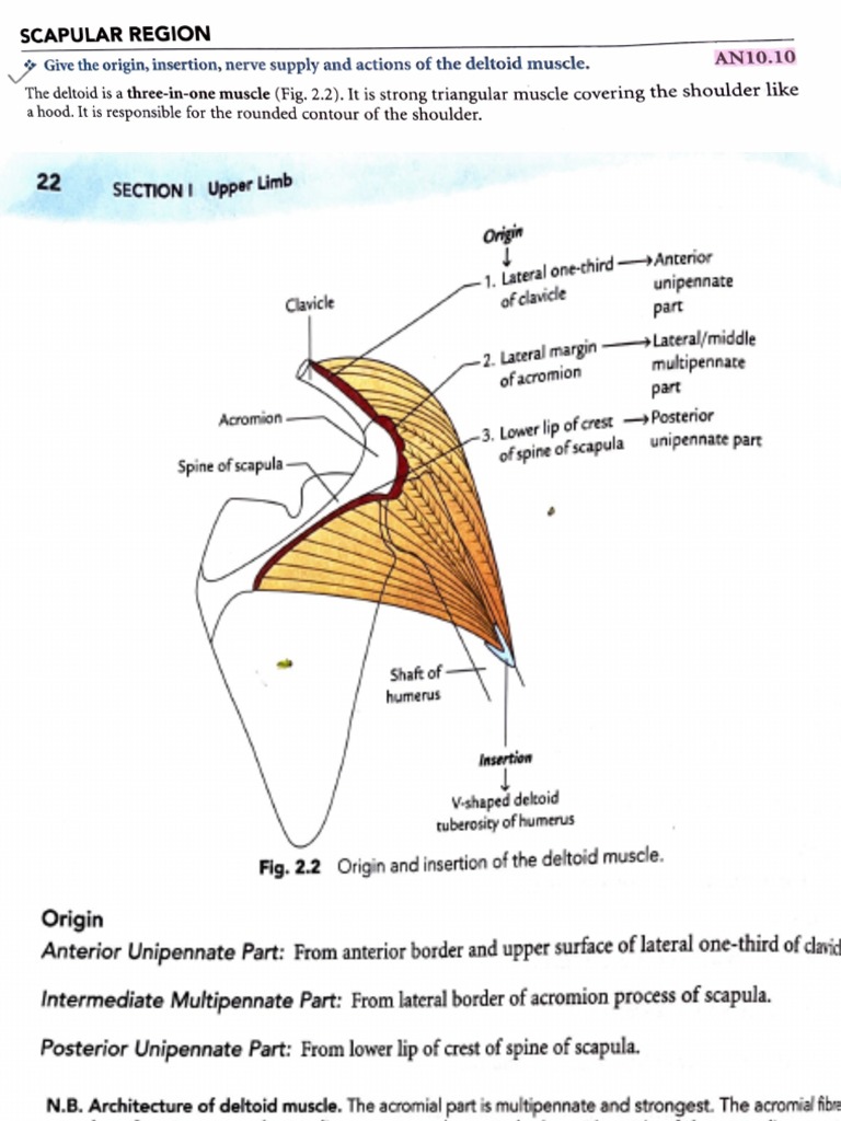 Deltoid Muscle | PDF | Shoulder | Anatomy